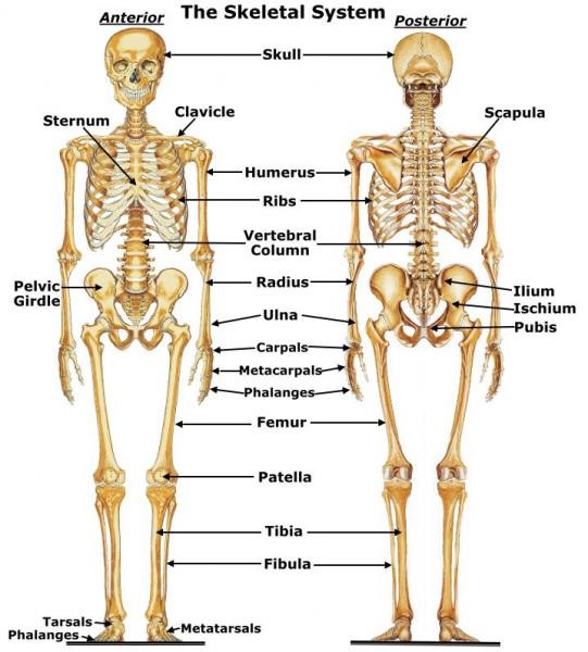 SCMA Specialty Certified Medical Assistant SCMA Specialty Certified Medical Assistant